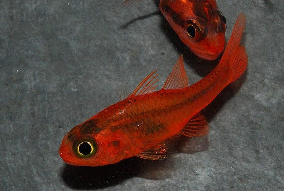 Cardinalfish – Sea Dwelling Creatures