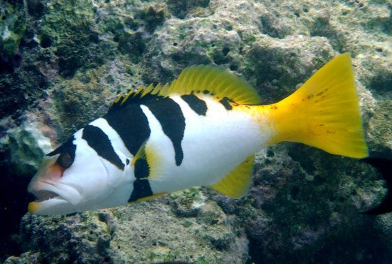 Groupers – Sea Dwelling Creatures