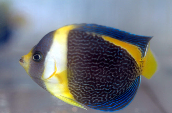 Scribbled Angel : Tank Raised – Sea Dwelling Creatures