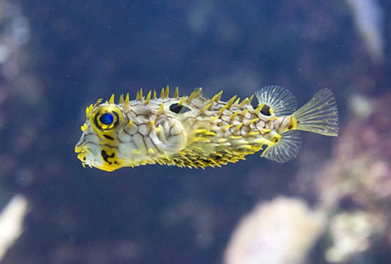 Burr (Spiny Box) Puffer – Sea Dwelling Creatures