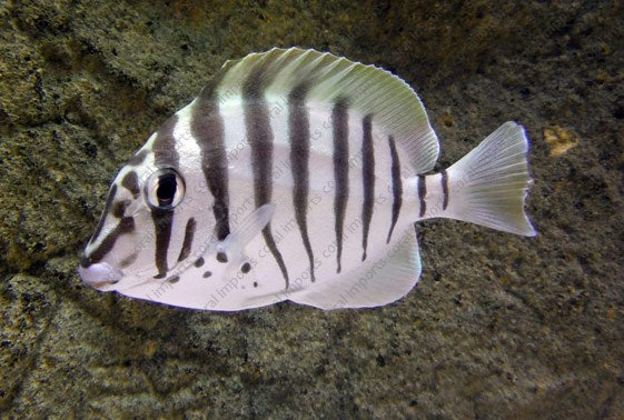 Tangs (Surgeonfish) – Sea Dwelling Creatures